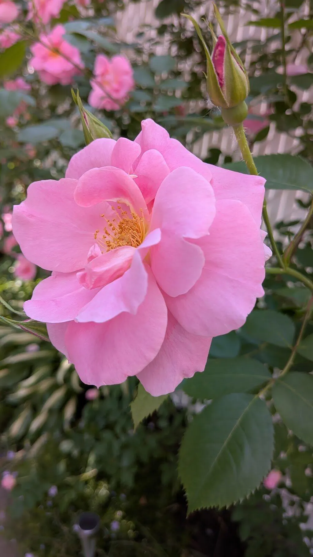 Prairie Princess Hardy Rose | Pink Rose Plant – Heirloom
