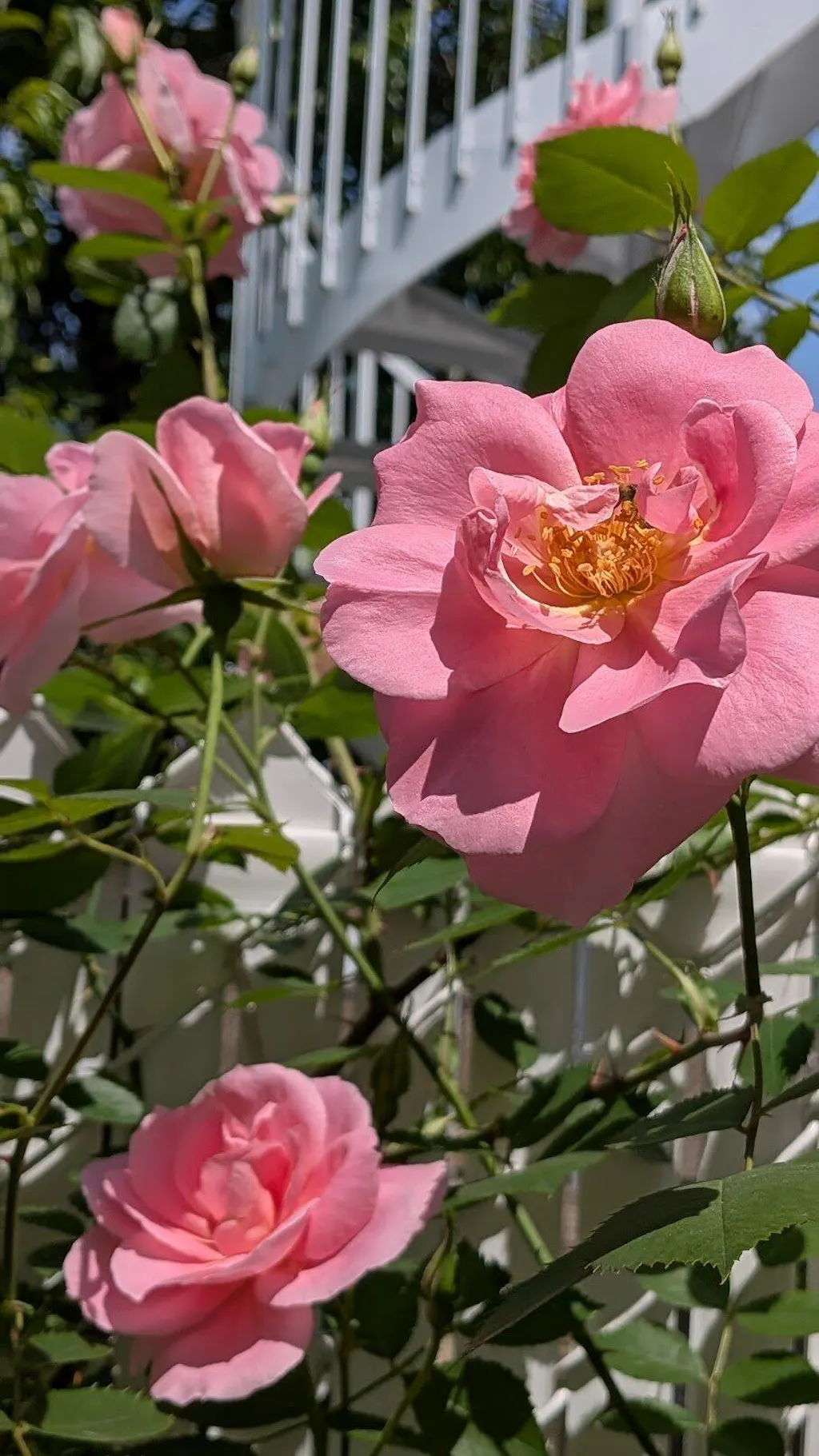 Prairie Princess Hardy Rose | Pink Rose Plant – Heirloom