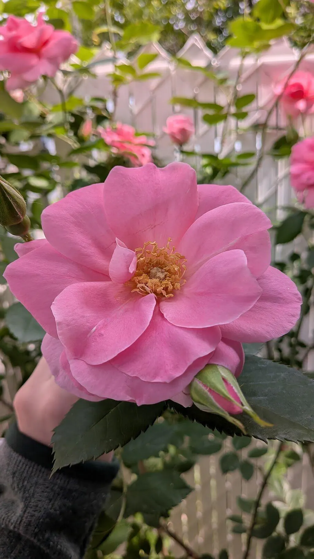 Prairie Princess Hardy Rose | Pink Rose Plant – Heirloom