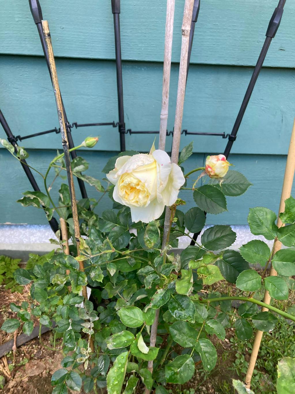 The Pilgrim David Austin Climbing Rose | Fragrant Rose Plant – Heirloom ...