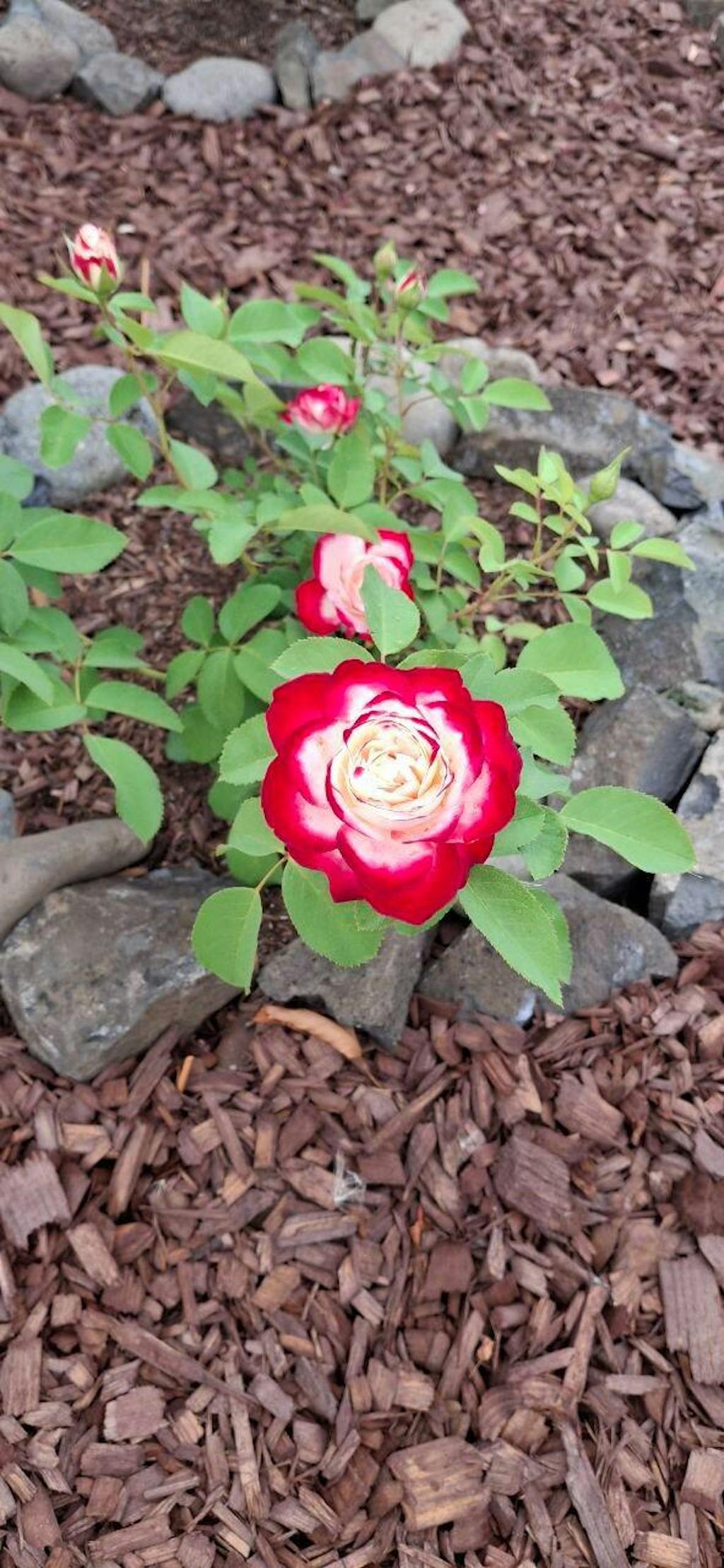 Cherry Parfait Grandiflora Rose | Colorful Rose Bush – Heirloom Roses