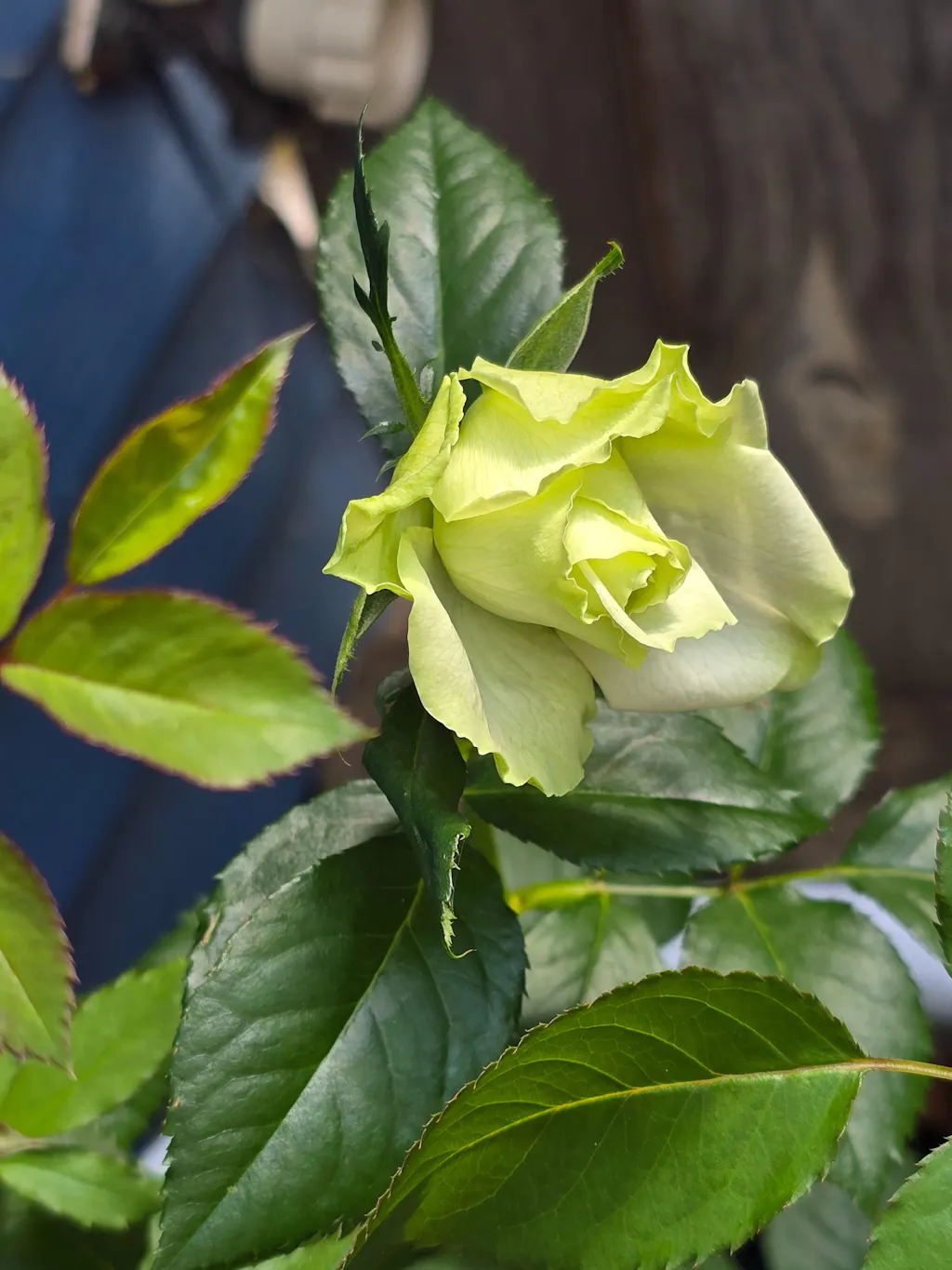 Green Romantica Hybrid Tea Rose | Green Rose Plant – Heirloom