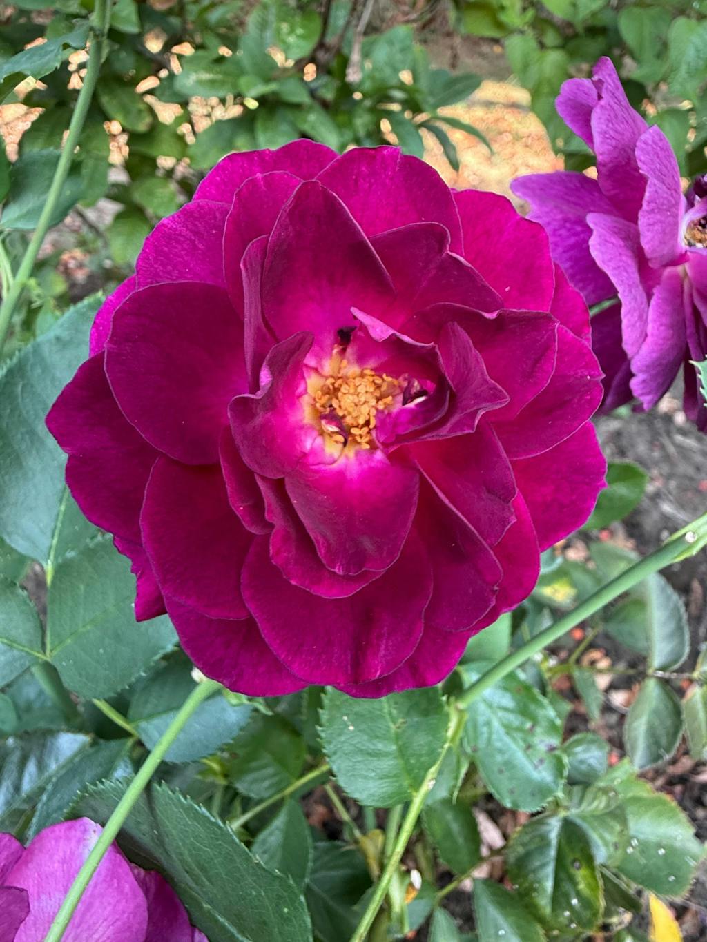 Ebb Tide Floribunda Rose | Deep Purple Rose Plant – Heirloom Roses