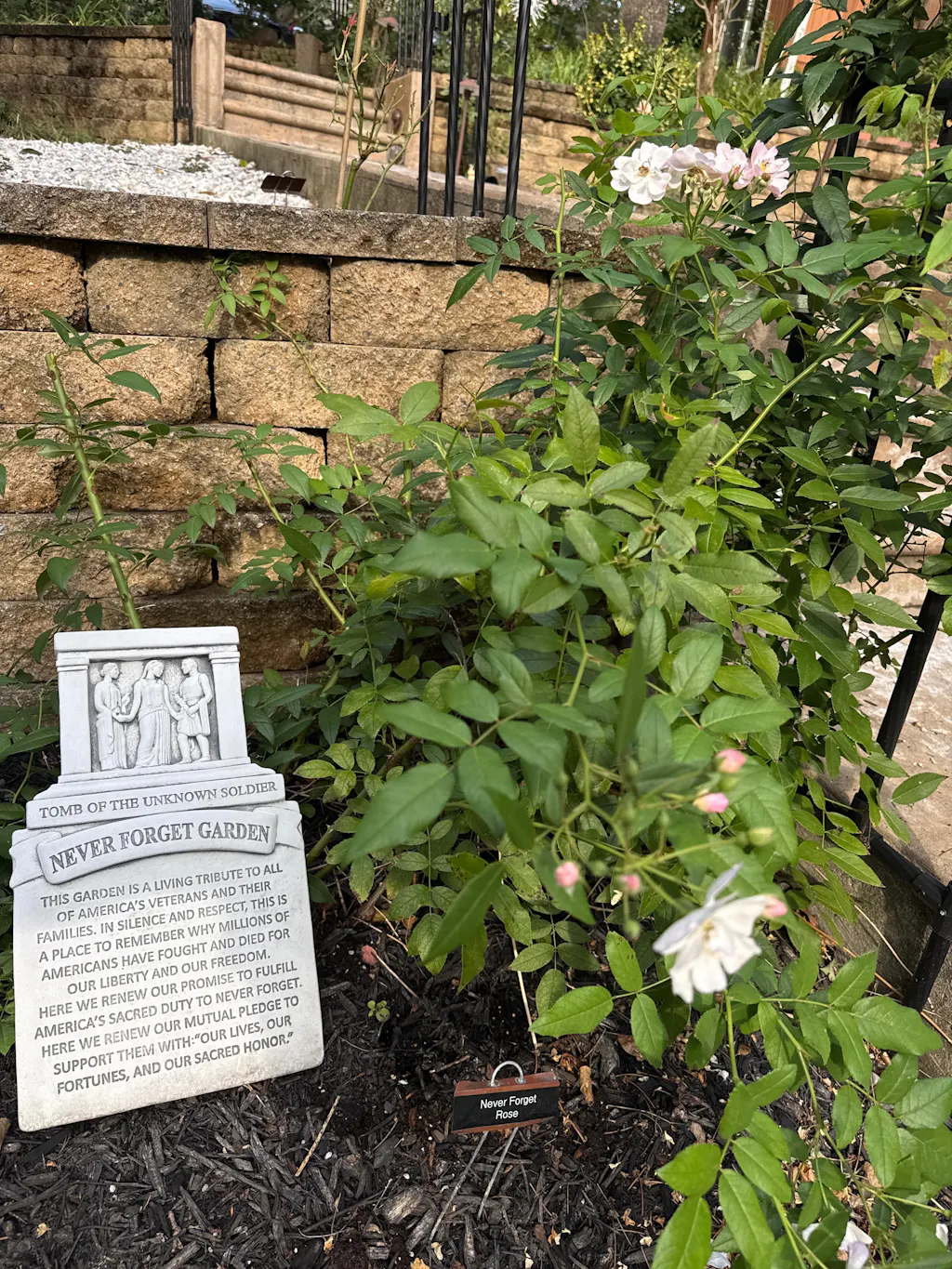 Never Forget Rose® | White Hybrid Musk Rose Bush – Heirloom