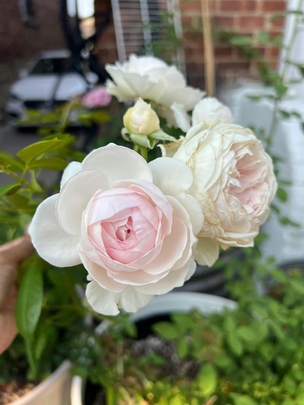 Parfuma Earth Angel Floribunda Rose | Fragrant Rose Plant – Heirloom Roses