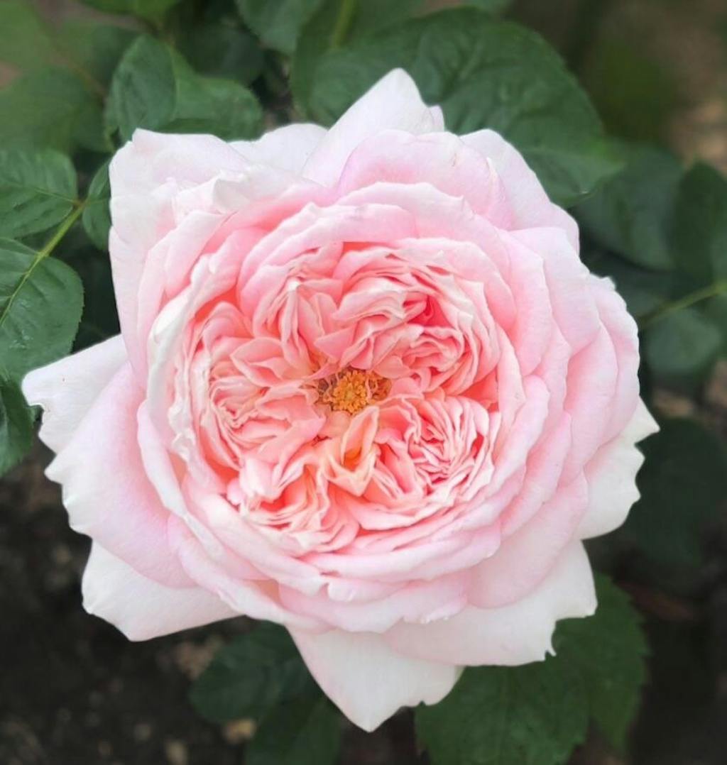 Amazing Grace Shrub Rose | Fragrant Rose Bush – Heirloom Roses