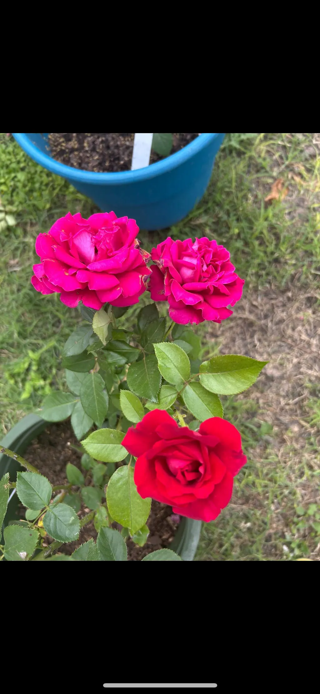 Stiletto™ | Pink Hybrid Tea Rose Bush – Heirloom