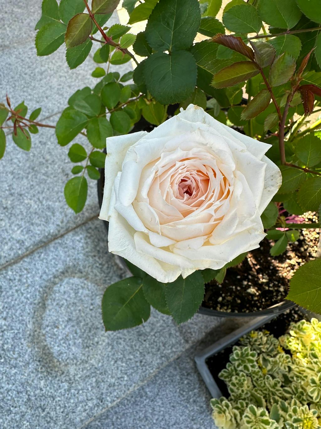 Prairie Star Hardy Rose | White Rose Bush – Heirloom Roses