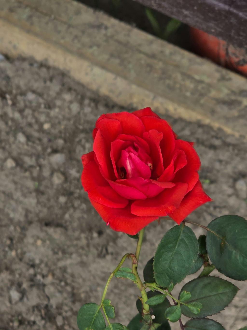 Dolly Parton Hybrid Tea Rose | Fragrant Rose Plant – Heirloom Roses