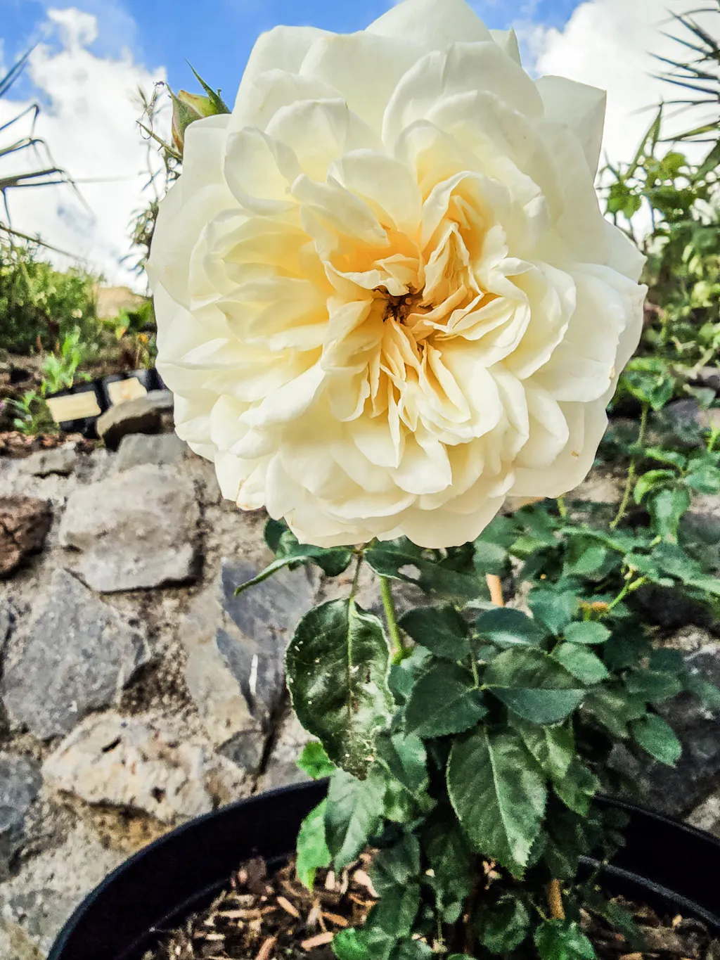 Tranquillity English Shrub Rose | White David Austin Rose – Heirloom