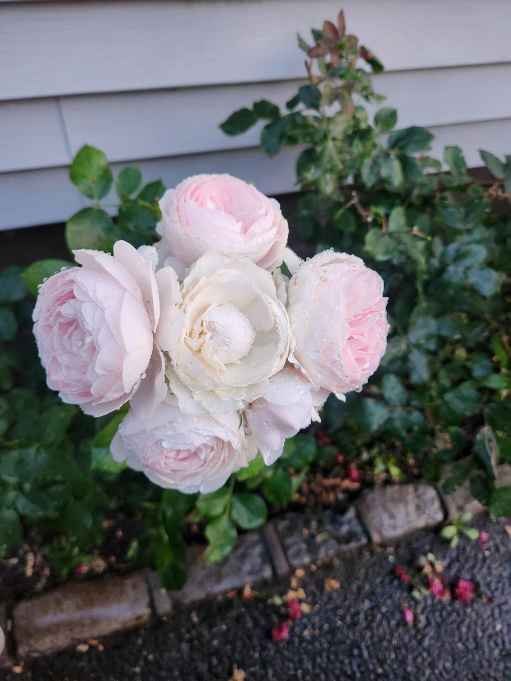 Parfuma Earth Angel Floribunda Rose | Fragrant Rose Plant – Heirloom Roses