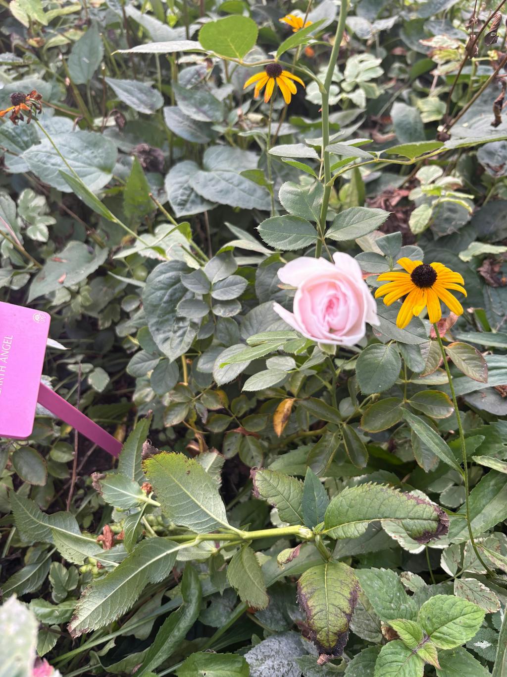 Parfuma Earth Angel Floribunda Rose | Fragrant Rose Plant – Heirloom Roses