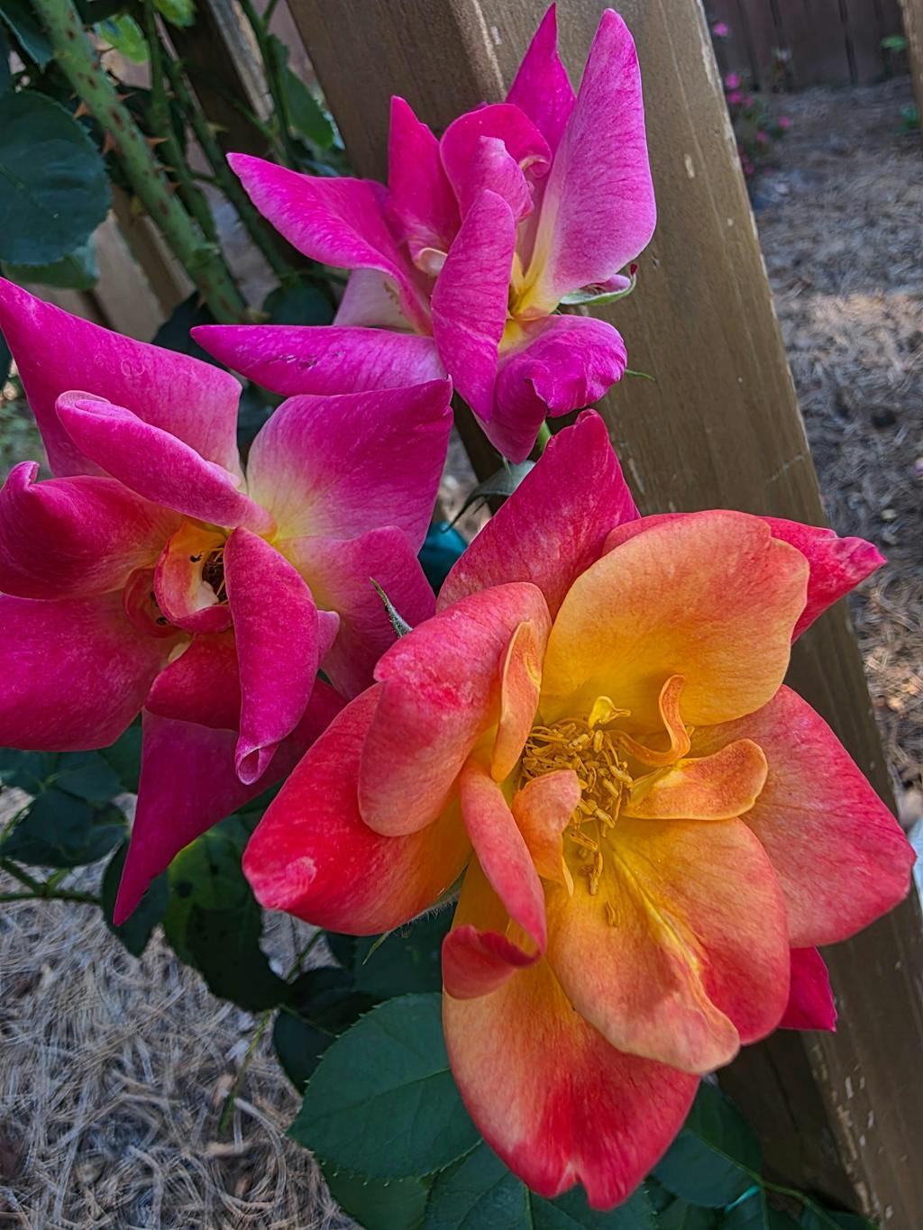 Joseph's Coat Climbing Rose | Colorful Rose Plant – Heirloom Roses