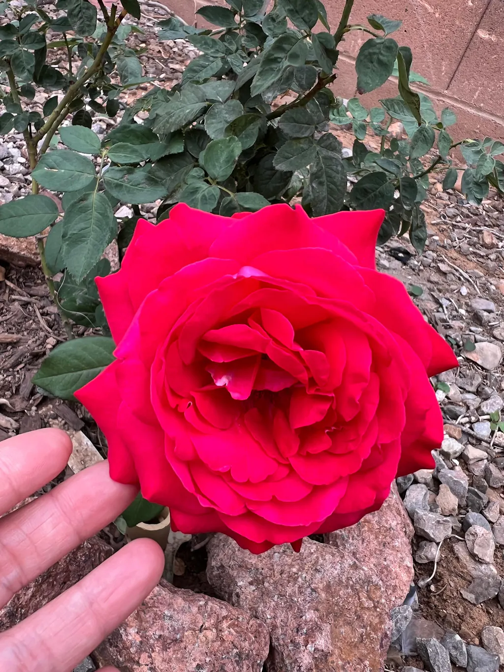 Alec's Red Hybrid Tea Rose | Fragrant Rose Plant – Heirloom