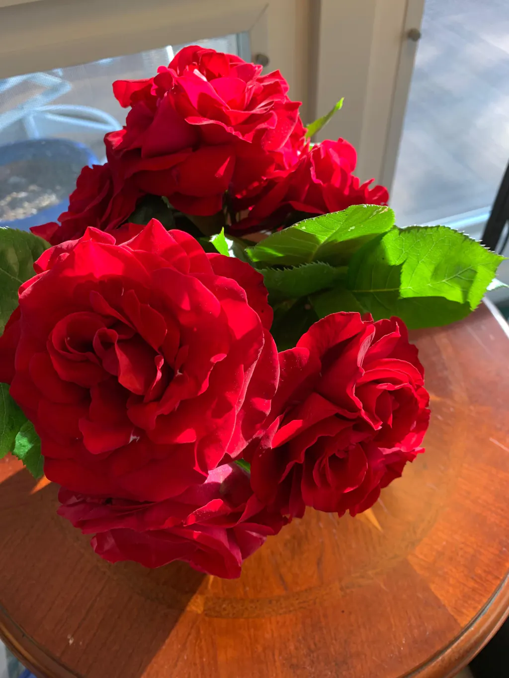 Braveheart Shrub Rose | Red Rose Bush – Heirloom Roses