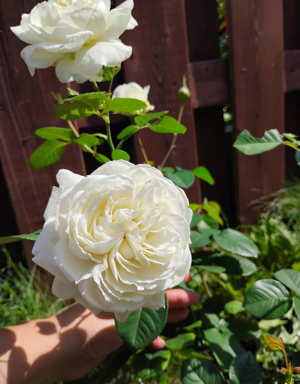 Dmitri Shrub Rose | Heirloom