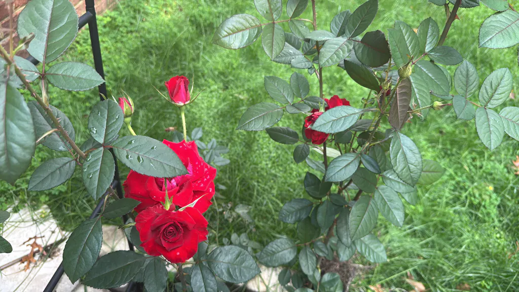 Lady In Red™ | Red Climbing Roses Rose Bush – Heirloom