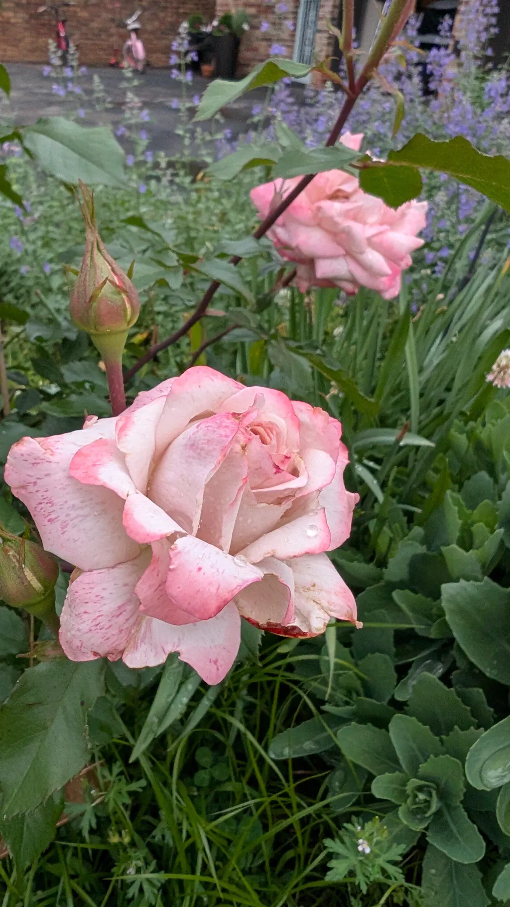 Pinkerbelle™ | Colorful Hybrid Tea Rose Bush – Heirloom