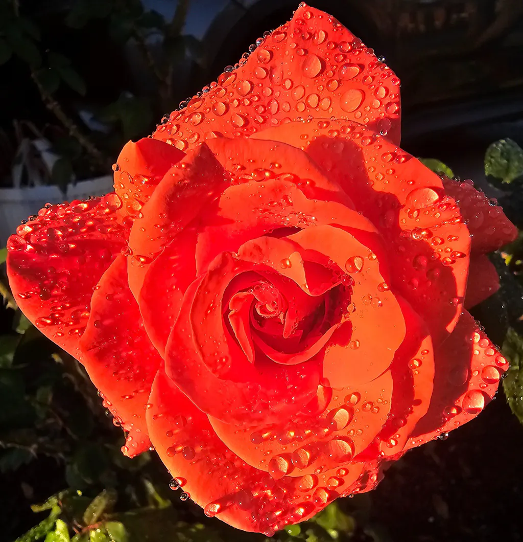 Ring of Fire™ | Orange Hybrid Tea Rose Bush – Heirloom