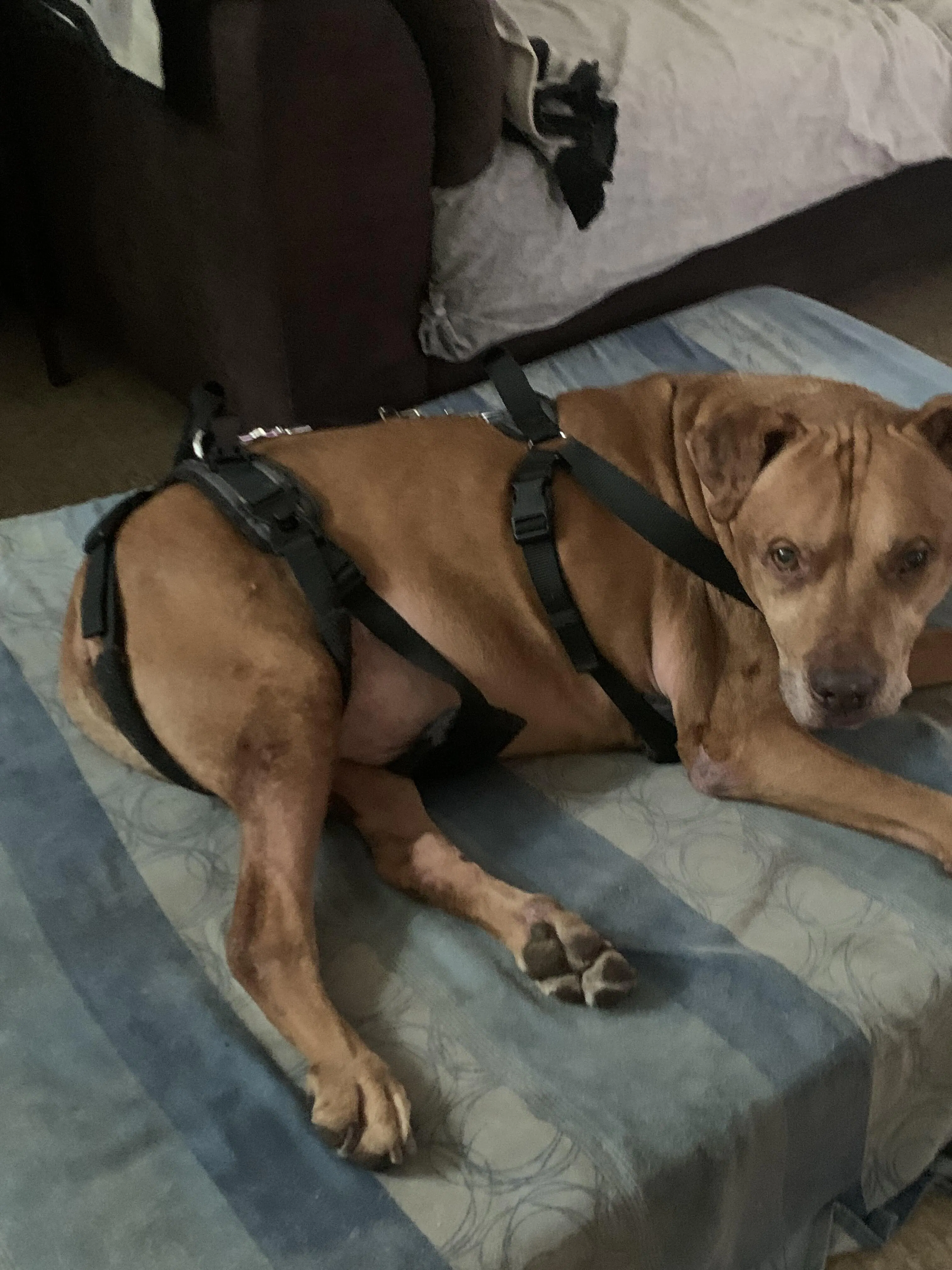 Help 'Em Up Harness - Support Small, Medium, & Large Dogs