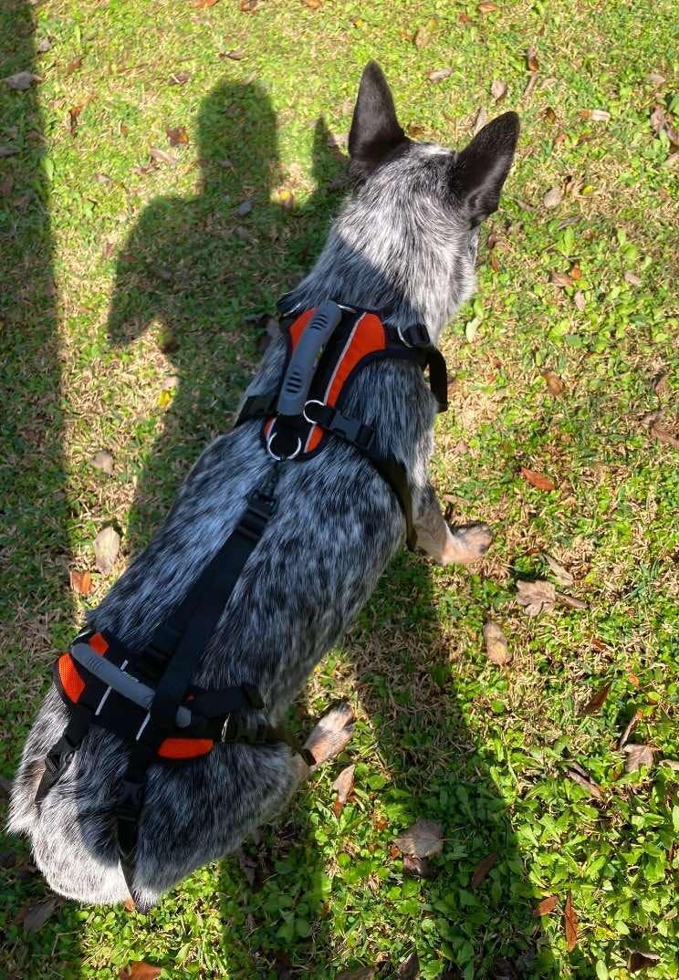 Help 'Em Up Harness - Support Small, Medium, & Large Dogs