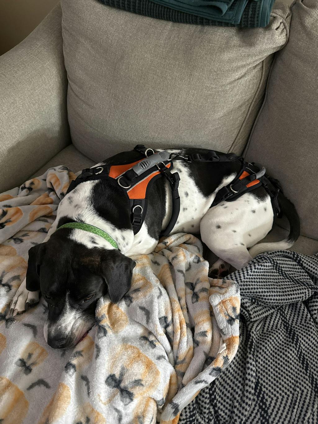 Help 'Em Up Harness - Support Small, Medium, & Large Dogs