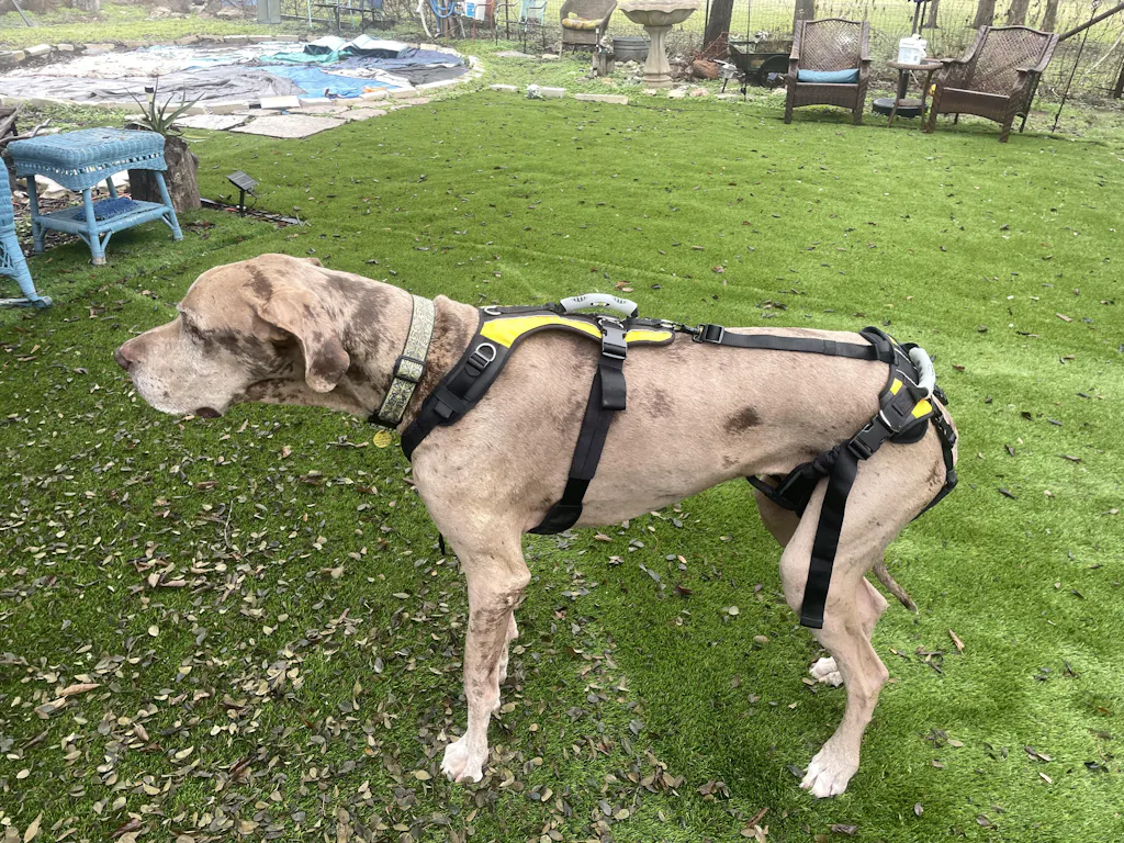 Help 'Em Up Harness - Support Small, Medium, & Large Dogs