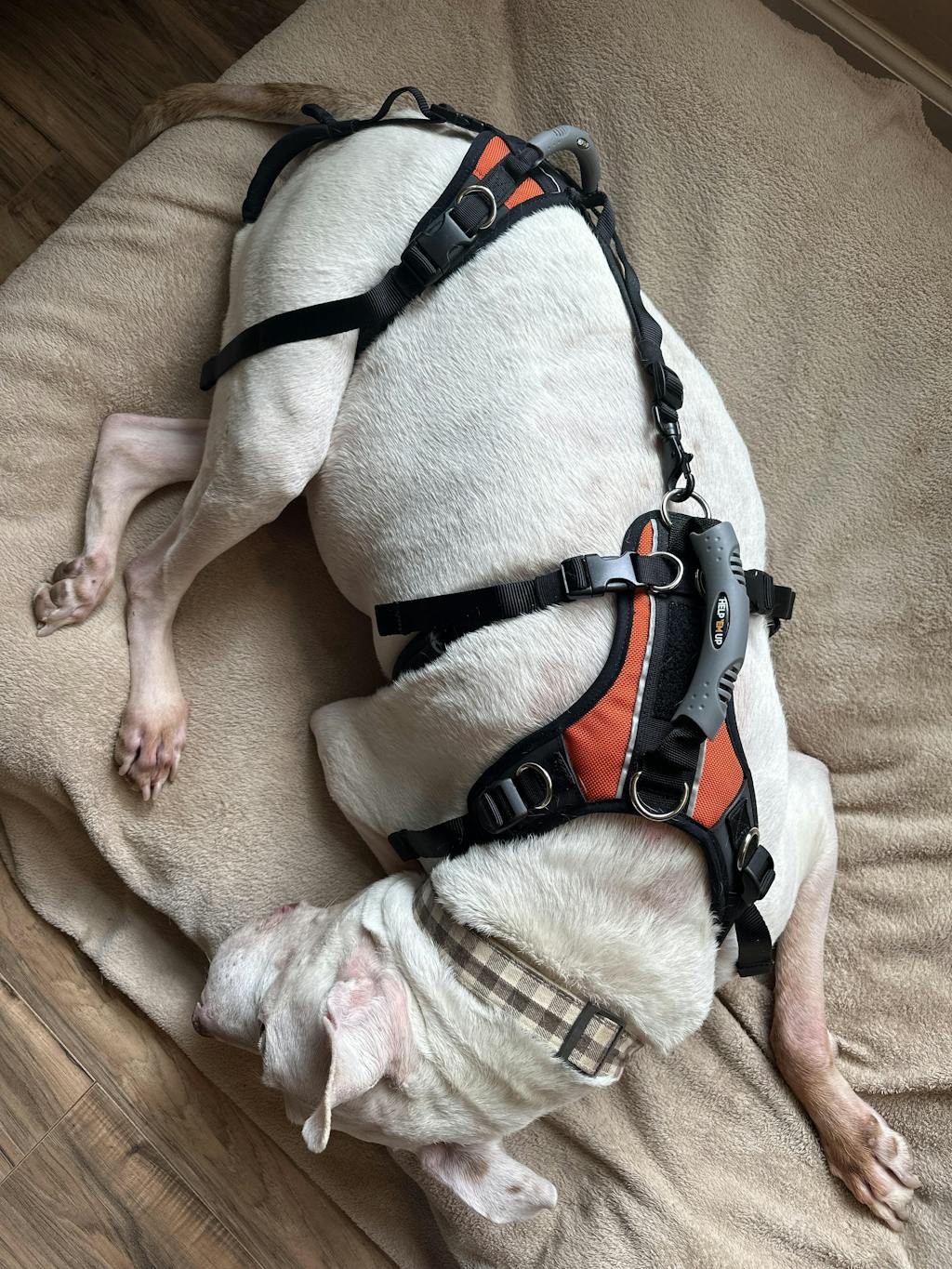 Help 'Em Up Harness - Support Small, Medium, & Large Dogs