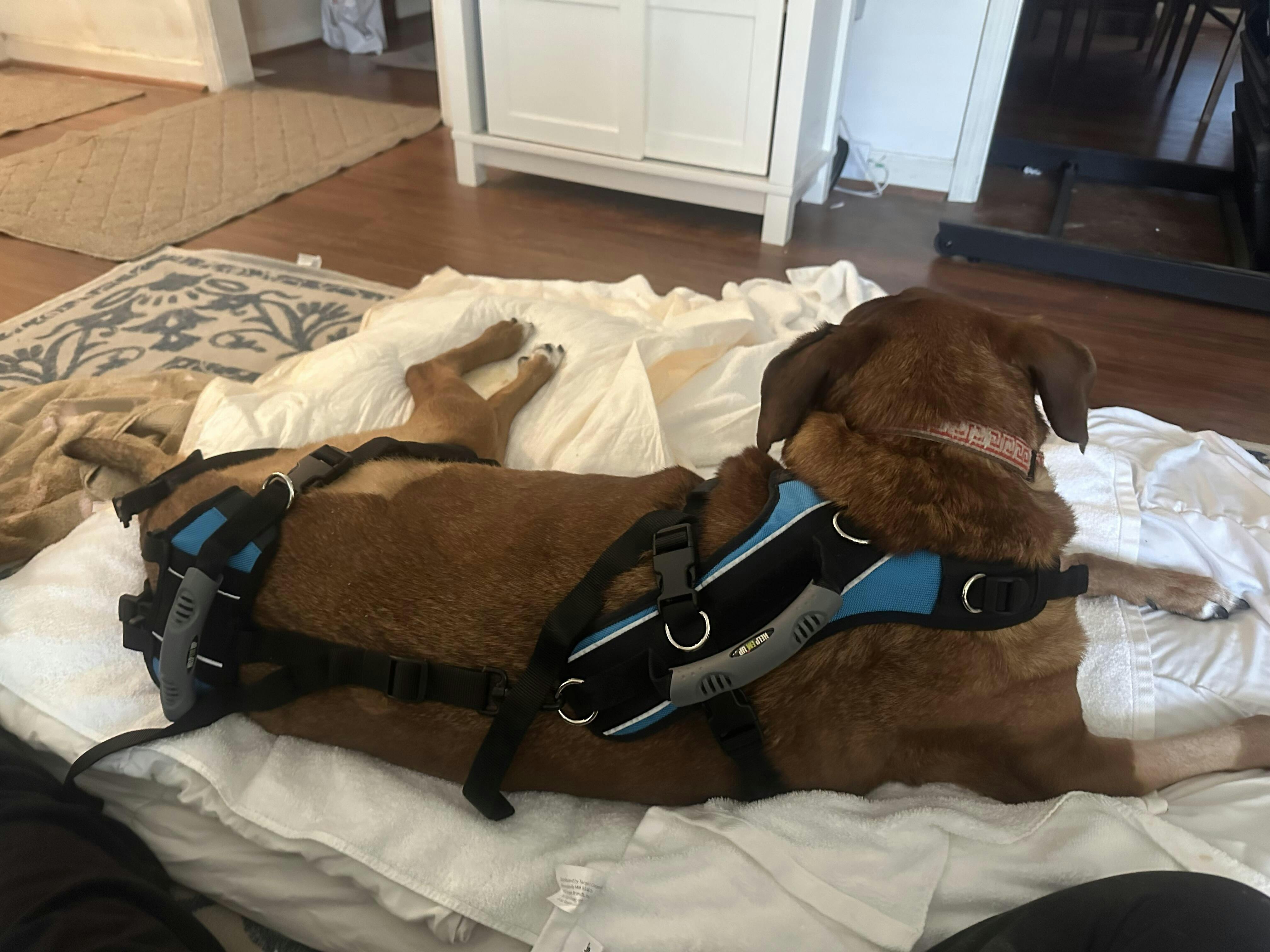 Help 'Em Up Harness - Support Small, Medium, & Large Dogs