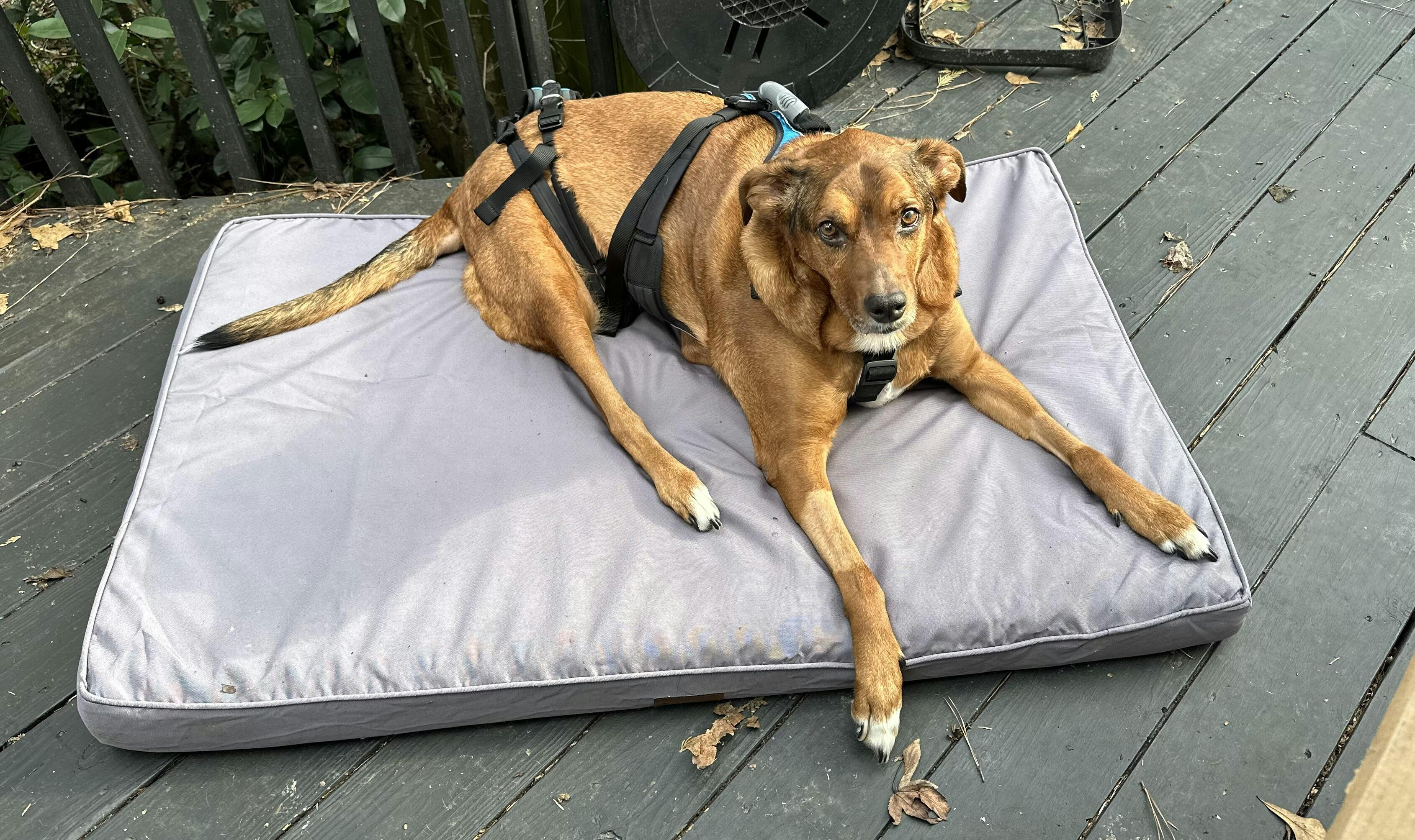 Help 'Em Up Harness - Support Small, Medium, & Large Dogs