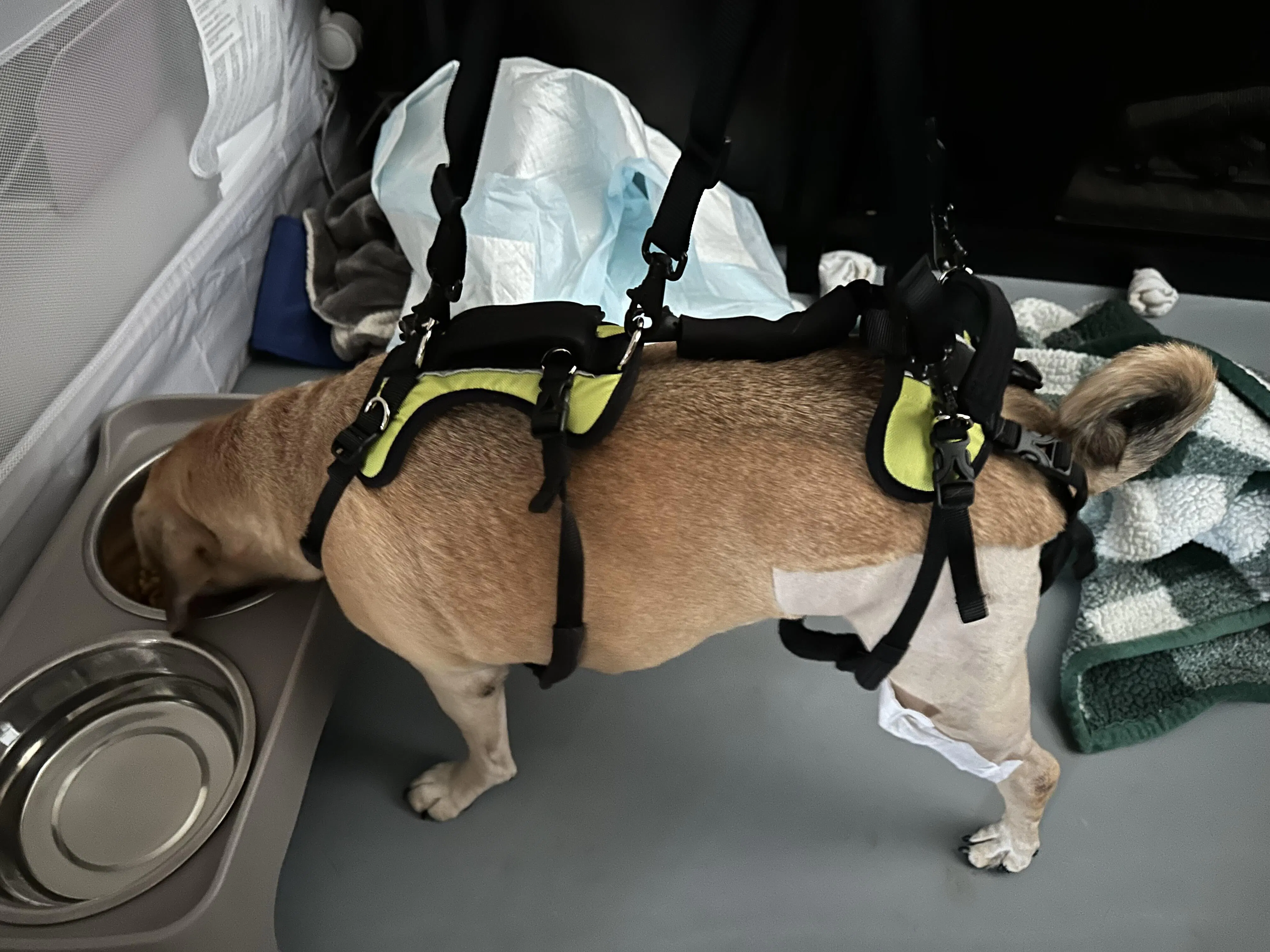 Help 'Em Up Harness - Support Small, Medium, & Large Dogs