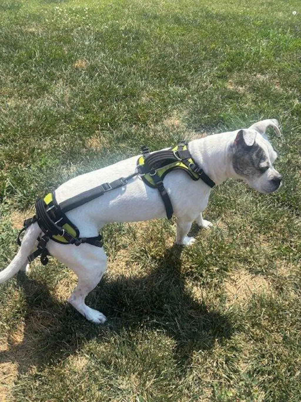 Help 'Em Up Harness - Support Small, Medium, & Large Dogs