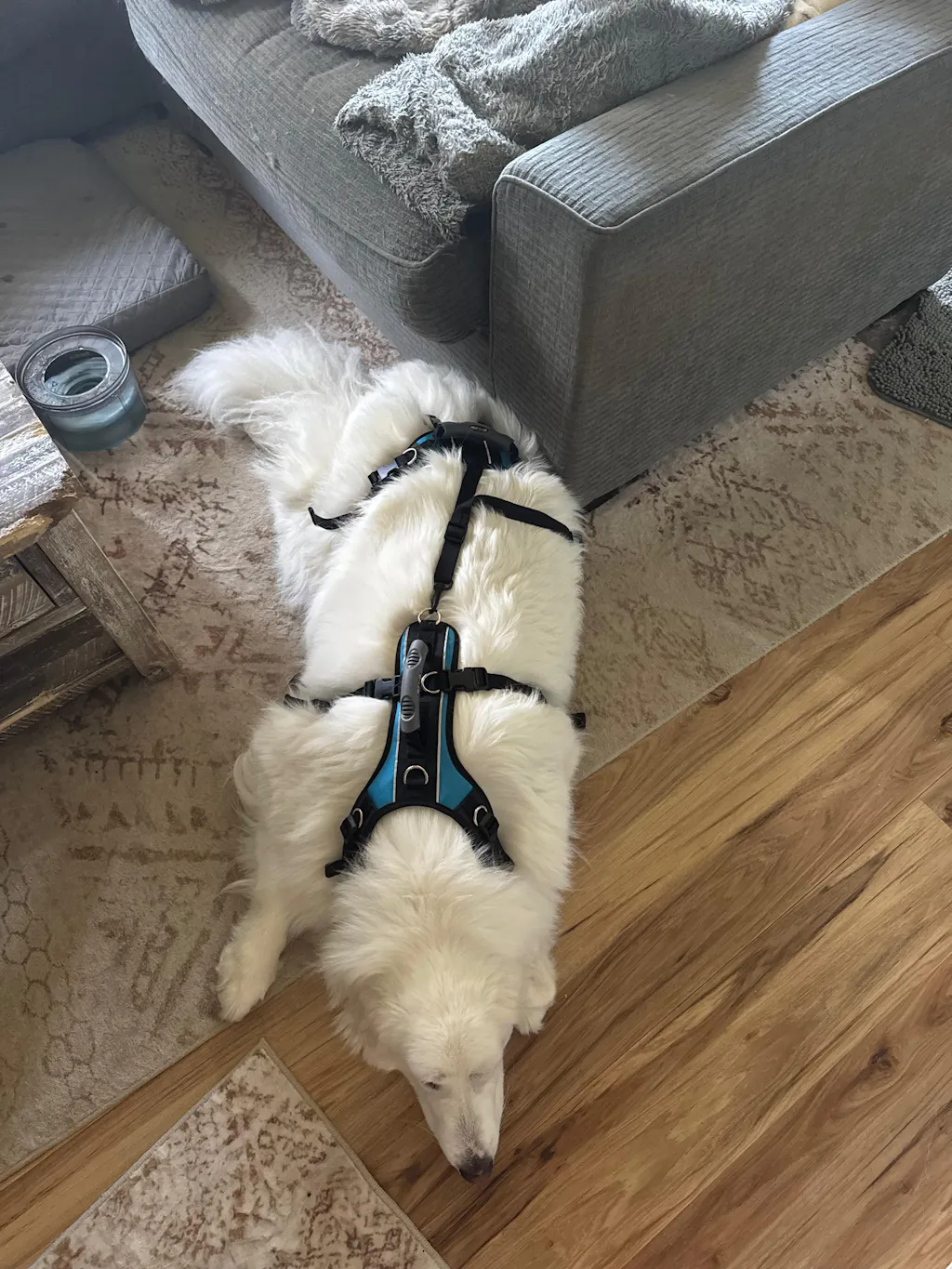 Help 'Em Up Harness - Support Small, Medium, & Large Dogs