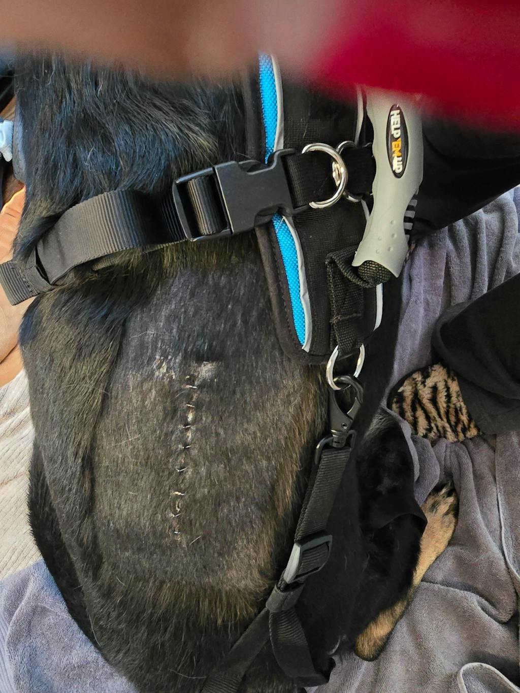 Help 'Em Up Harness (10lbs. - 225lbs.)