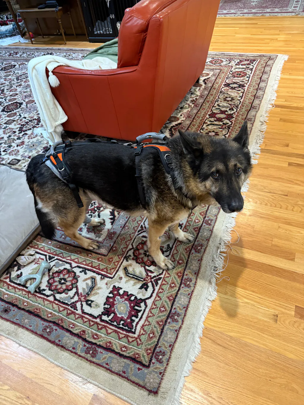 Help 'Em Up Harness (10lbs. - 225lbs.)