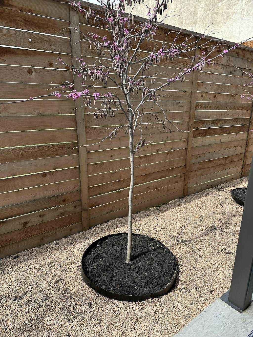 Core Steel Large Black Tree Rings | Henderson Garden Supply