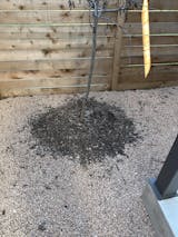 Core Steel Large Black Tree Rings | Henderson Garden Supply