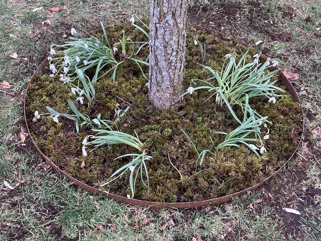 Corten Steel Core Tree Ring | Henderson Garden Supply