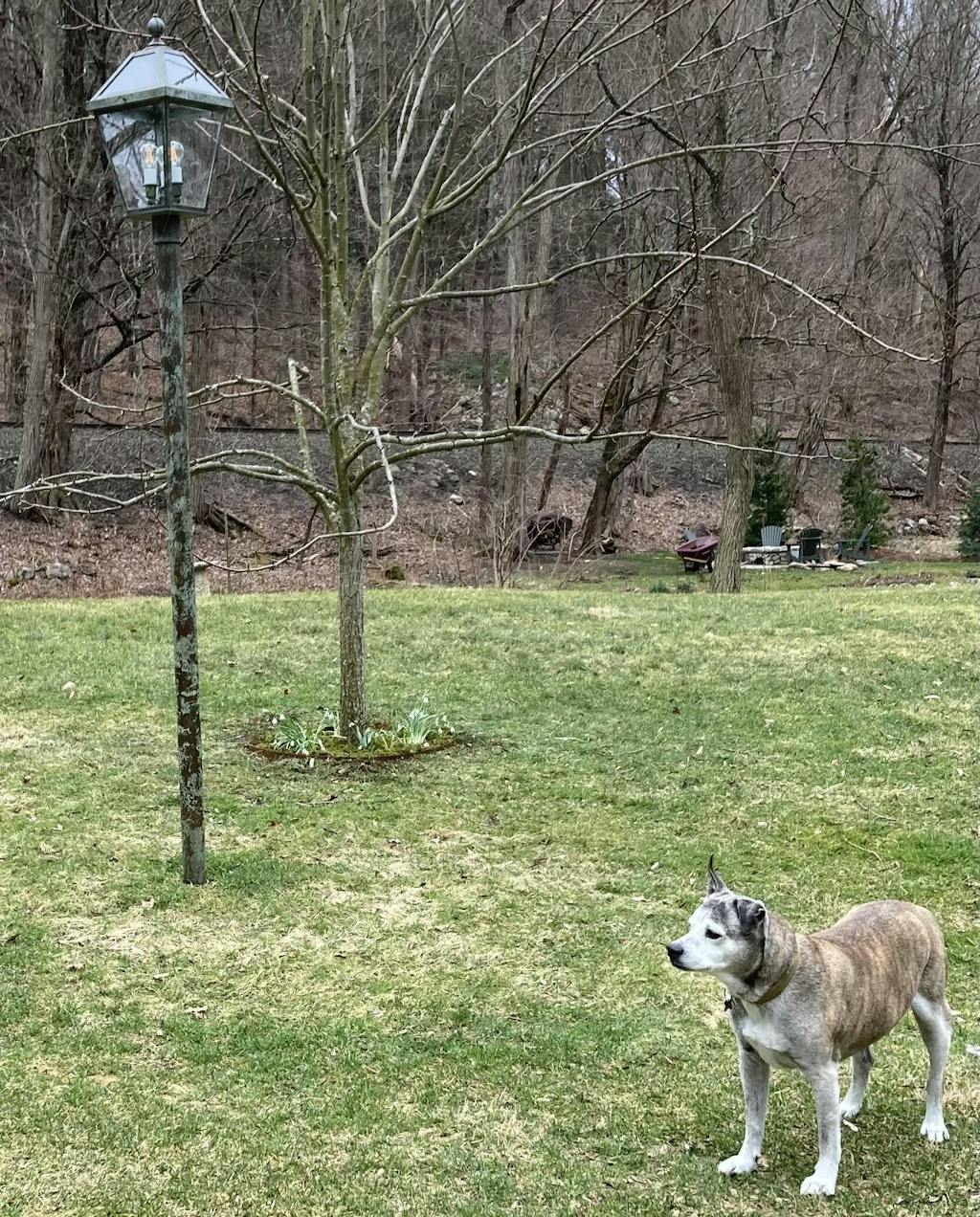 Corten Steel Core Tree Ring | Henderson Garden Supply