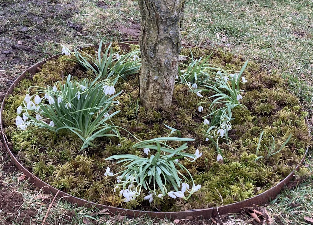 Corten Steel Core Tree Ring | Henderson Garden Supply