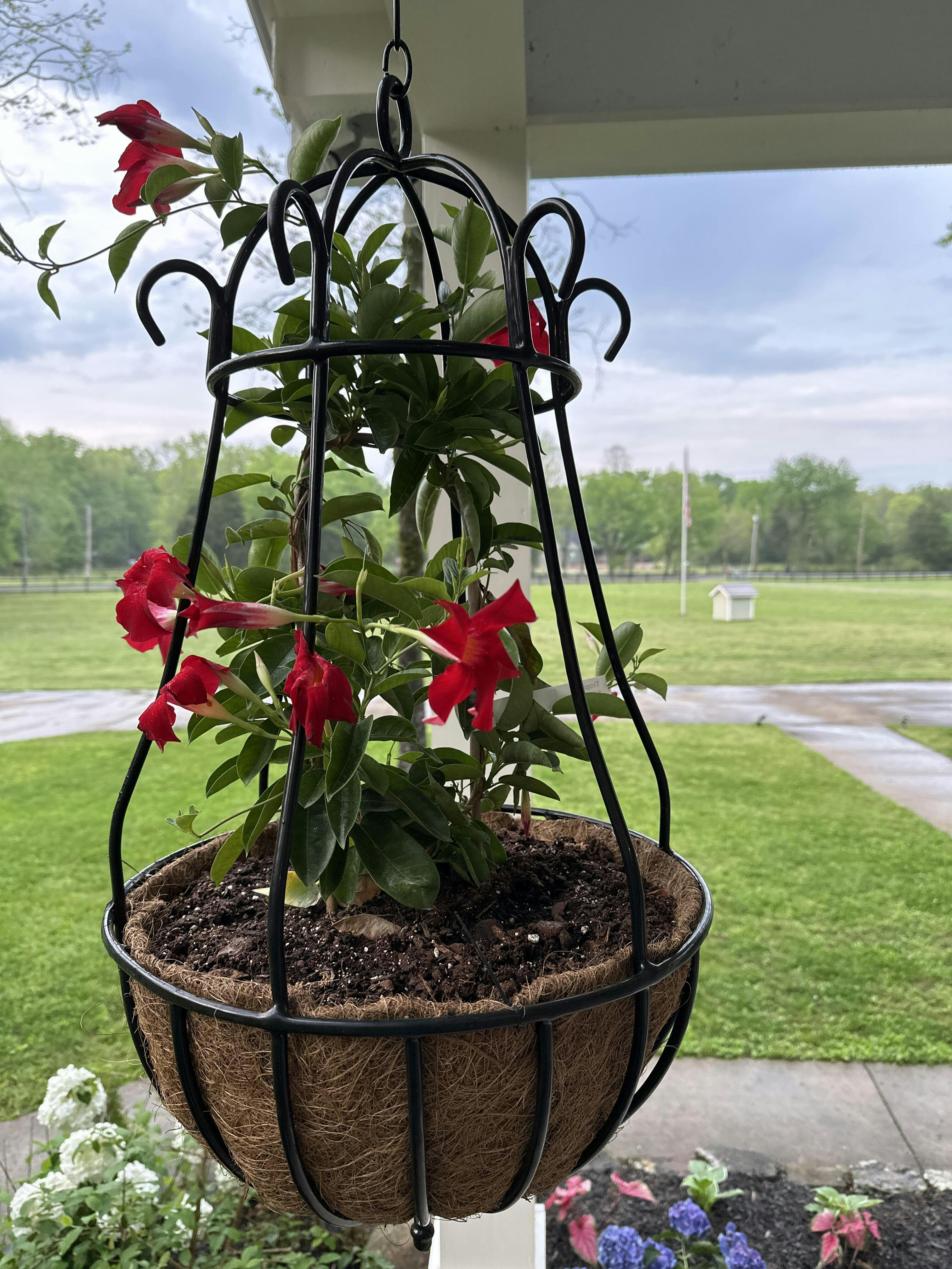 Peacock Hanging Basket Planter Henderson Garden Supply
