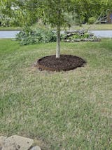 Core Steel Brown Tree Ring | Henderson Garden Supply