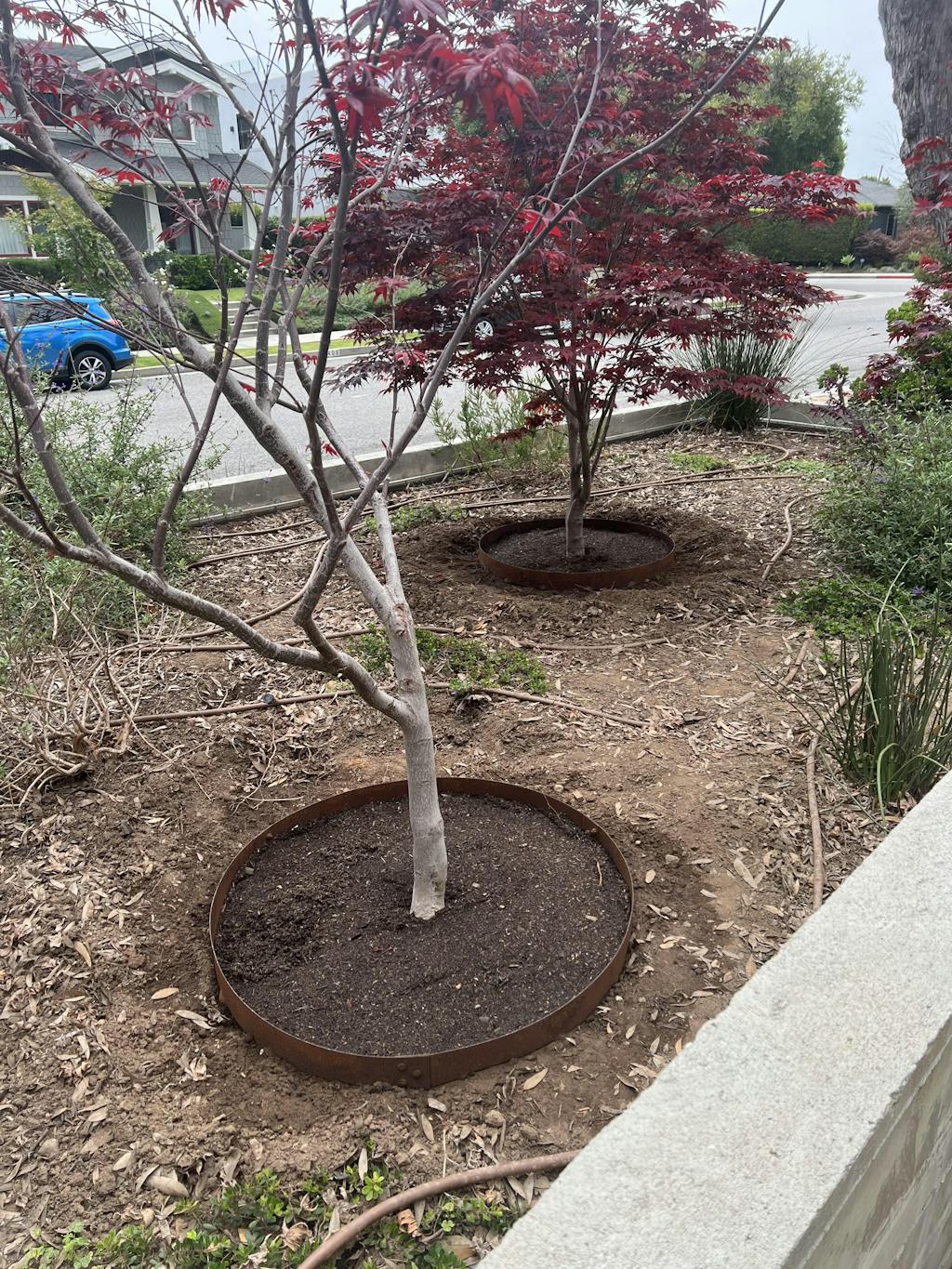 Corten Steel Core Tree Ring | Henderson Garden Supply