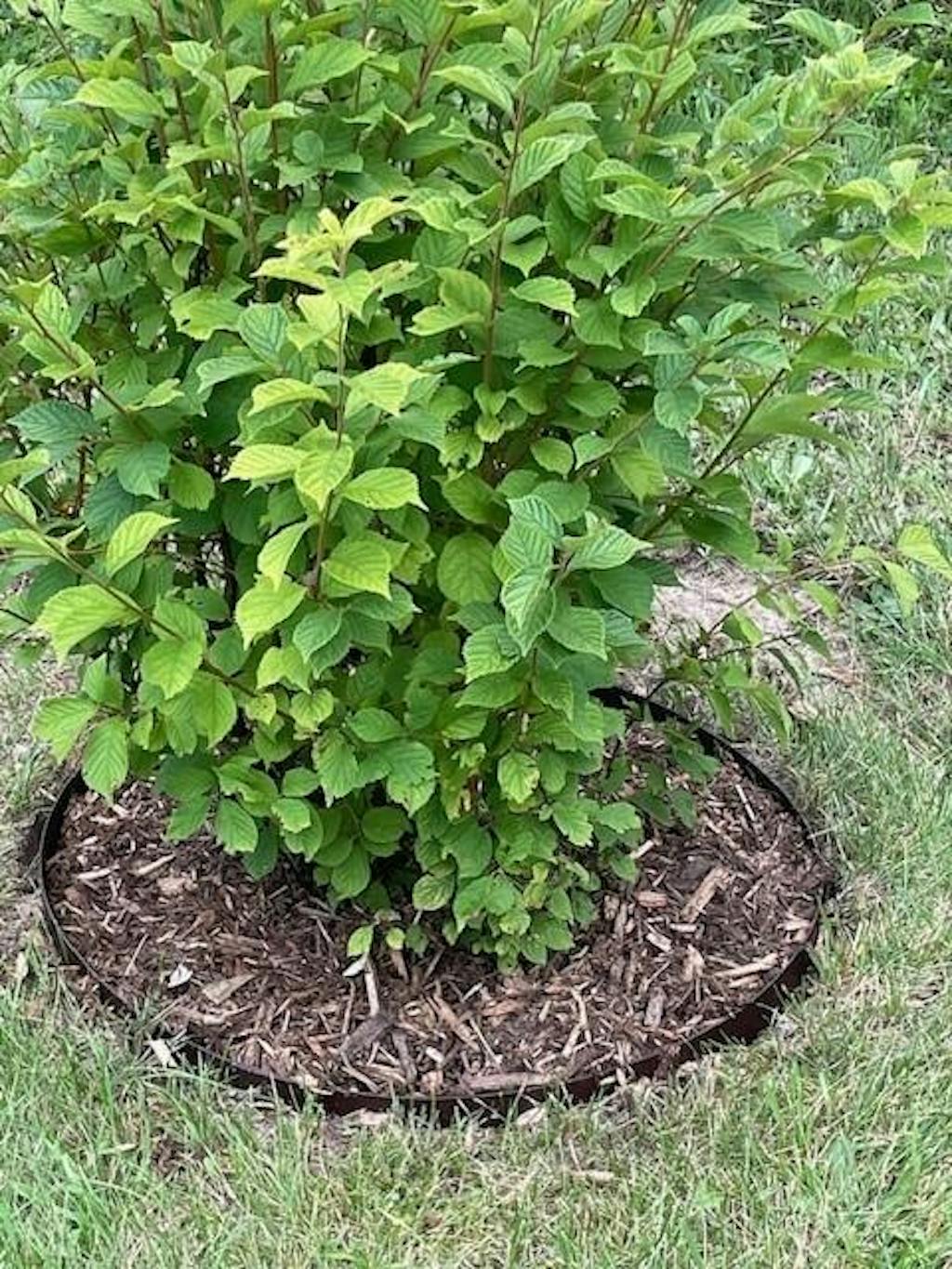 EverEdge Brown Steel Tree Ring | Henderson Garden Supply