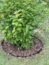 EverEdge Brown Steel Tree Ring | Henderson Garden Supply