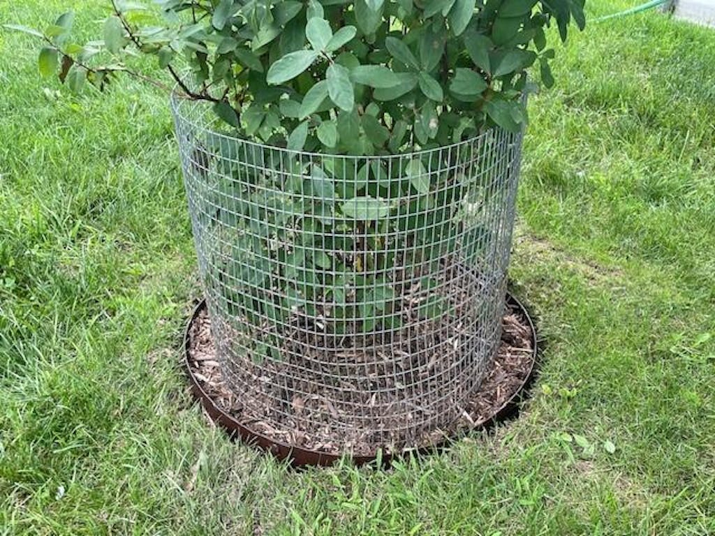 EverEdge Brown Steel Tree Ring | Henderson Garden Supply