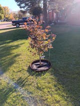 Frog Topiary Moss Wire Sculpture | Henderson Garden Supply