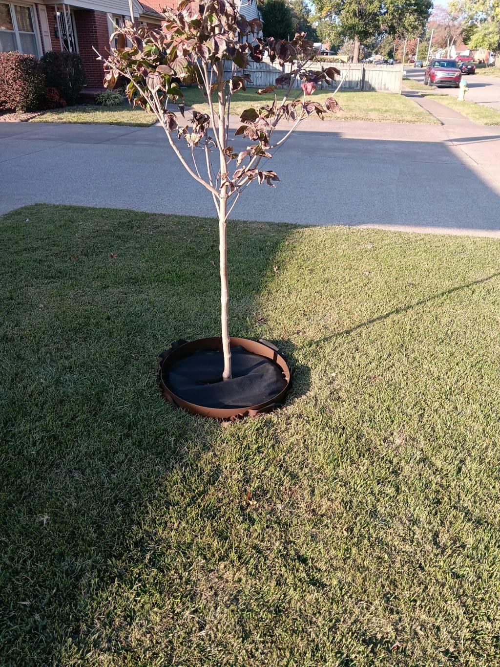 Core Steel Brown Tree Ring | Henderson Garden Supply