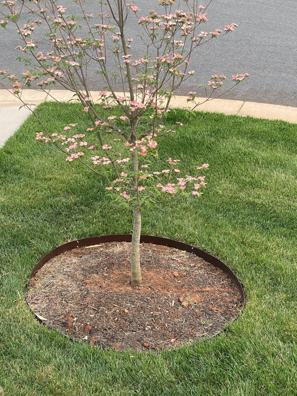 Metal Tree Rings | Core Tree Rings | Henderson Garden Supply