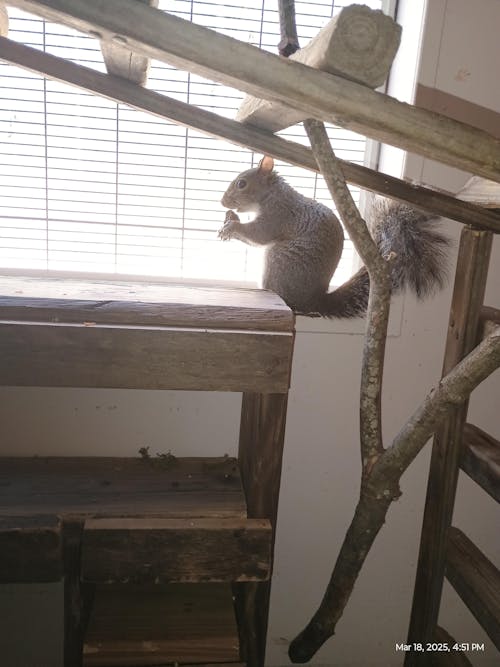 Squirrel Blocks – Henry's Pets